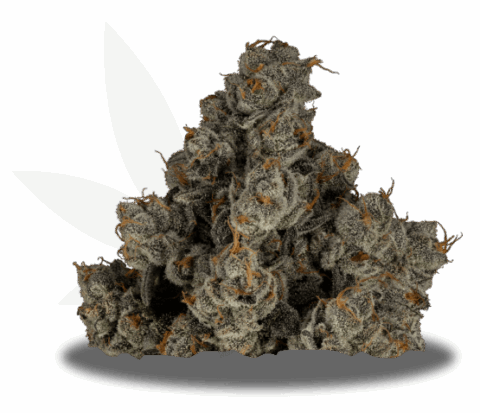 The Guava Tart Strain: Fruity & Relaxing | Liberty Cannabis